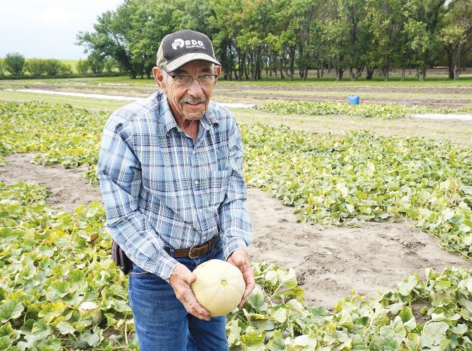Surrey grower Charles Weiser specializes in melons | News, Sports, Jobs ...